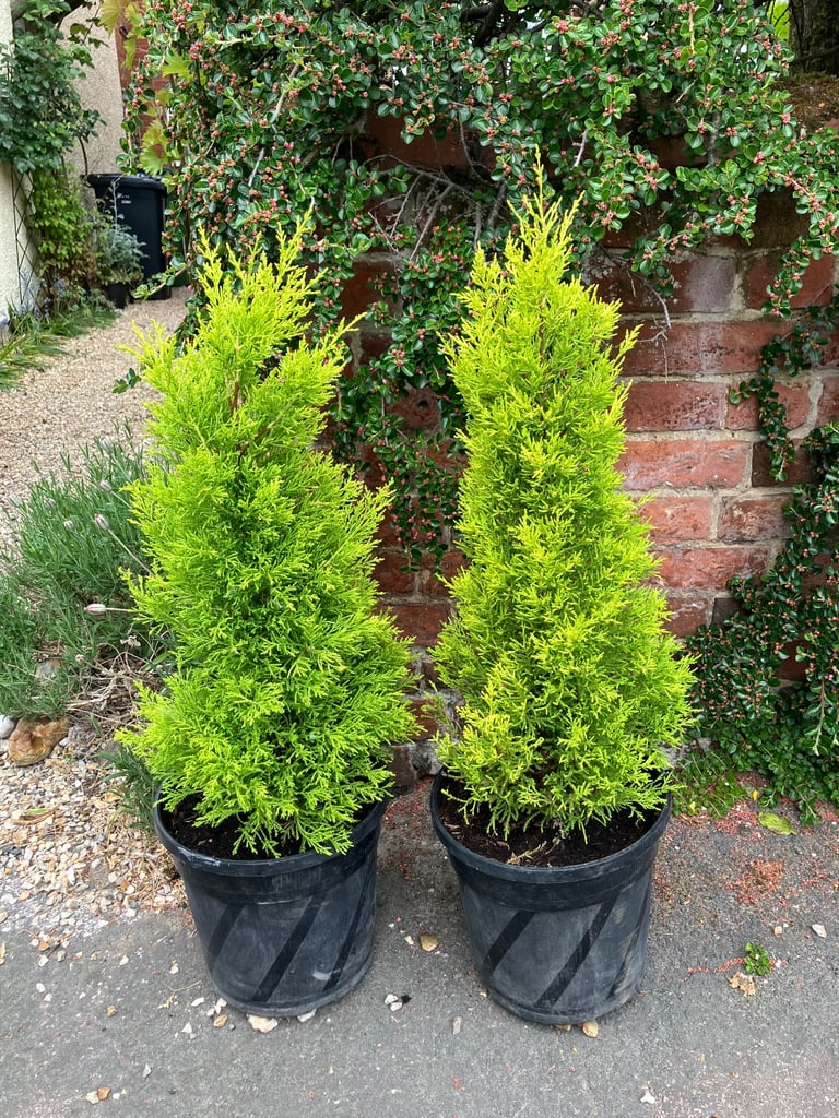Pair of potted golden conifers - great to frame a doorway | in Kings ...
