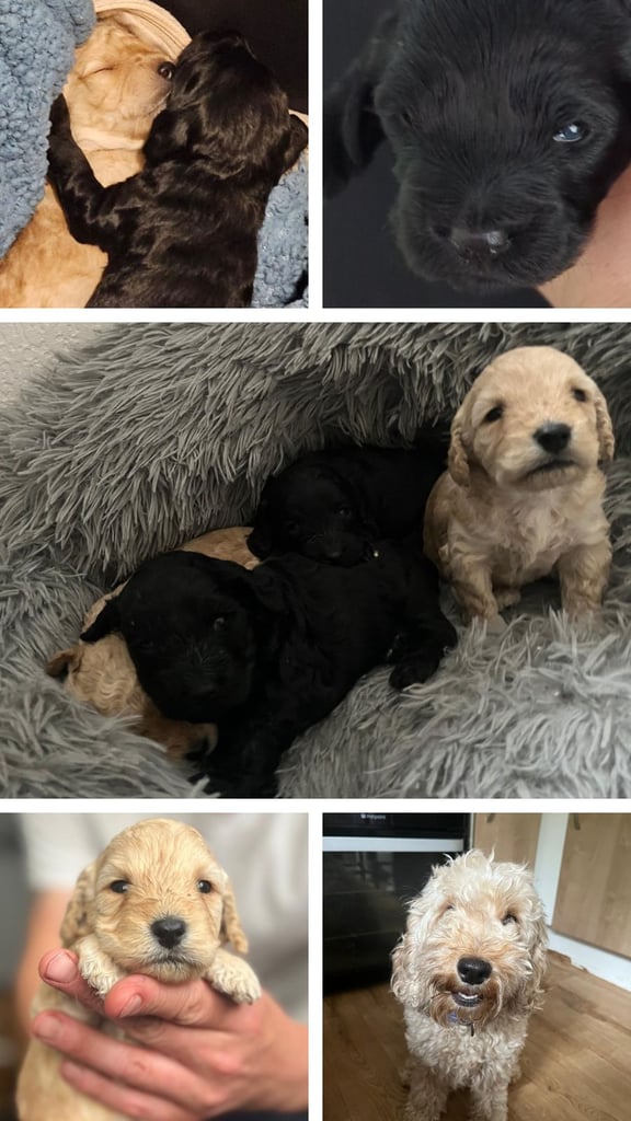 Cockapoo Dogs & Puppies for Sale in England - Gumtree