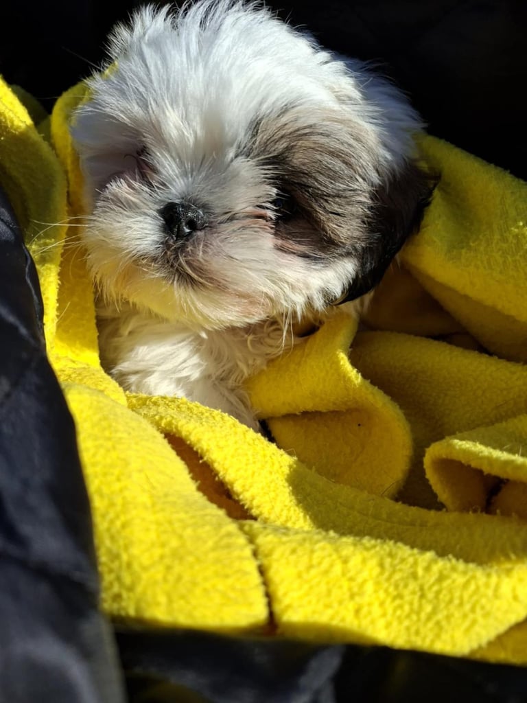 Dogs & Puppies for Sale in Rotherham, South Yorkshire - Gumtree