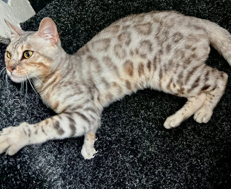 Pure bengal cat *silver* | in Corstorphine, Edinburgh | Gumtree