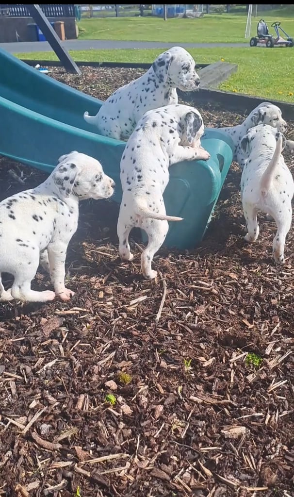 Dalmatian Dogs & Puppies for Sale - Gumtree