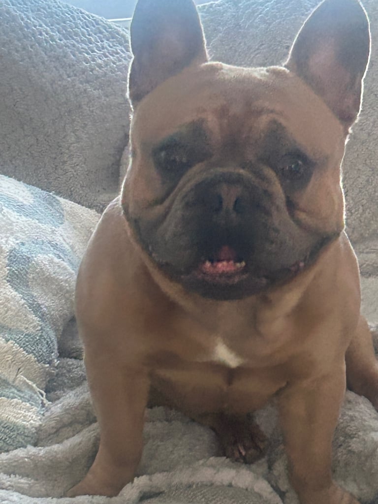 French bulldog Kc reg | in East Kilbride, Glasgow | Gumtree