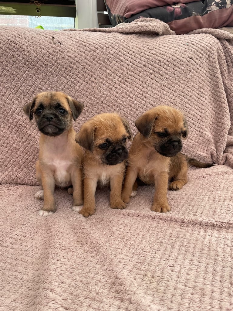 PUG X POODLE LAST ONE LEFT | in Fareham, Hampshire | Gumtree