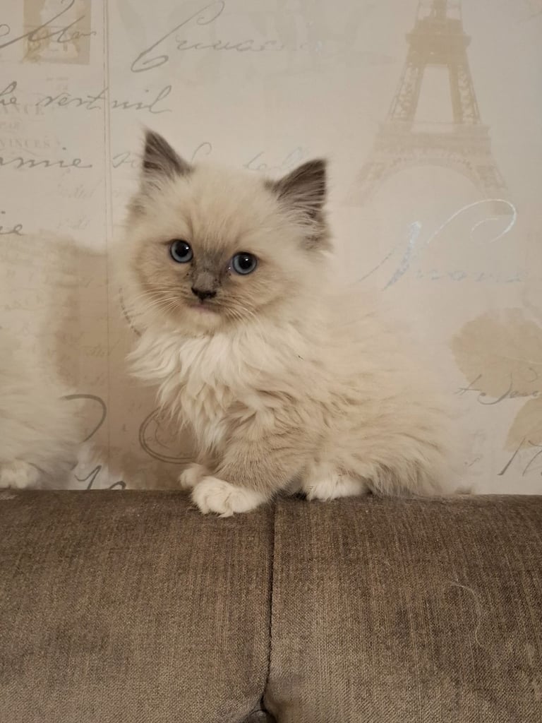 Beautiful Ragdoll Kittens | in Newbridge, Edinburgh | Gumtree