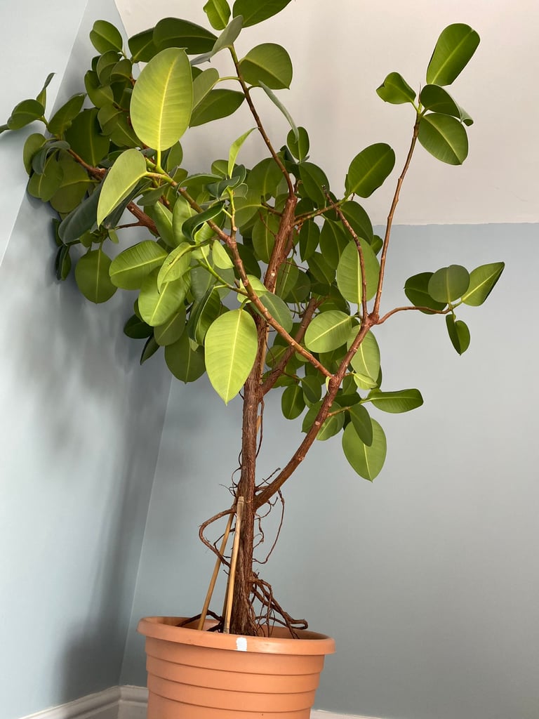 Large rubber plant | in Corby, Northamptonshire | Gumtree