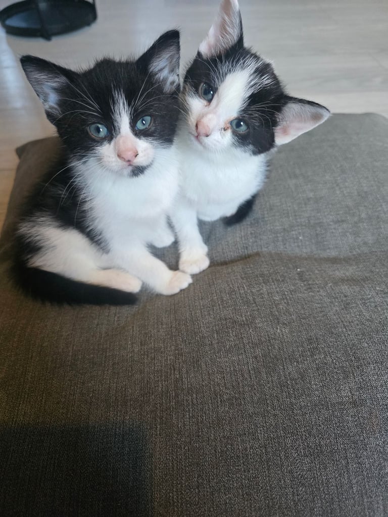 Kittens (ready to go) | in Glenrothes, Fife | Gumtree