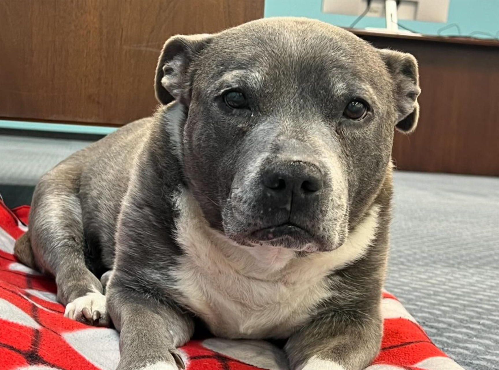 Lua Brewing | Lua's Birthday Blend Barleywine - PorchDrinking