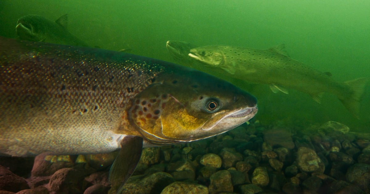 Laksefiske i Gårdselv og Langvatnet i Forfjord | inatur.no