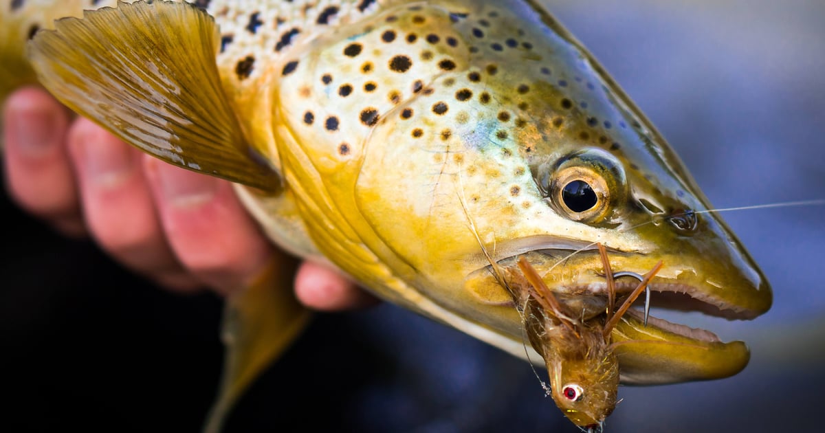 Fiske i Hafslovatnet. Aure av prima kvalitet! | inatur.no