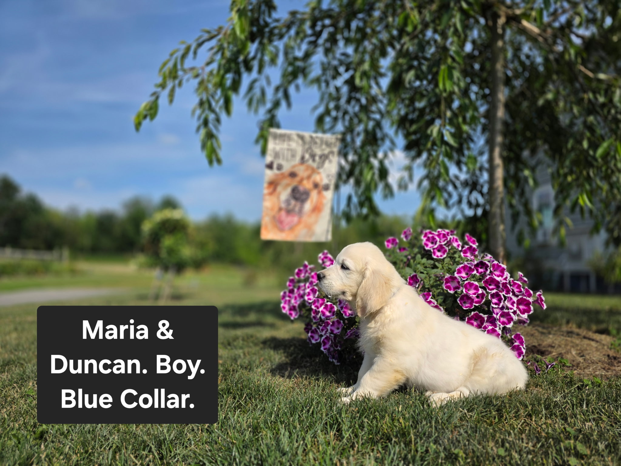Blue Collar - Goldenridge Kennels