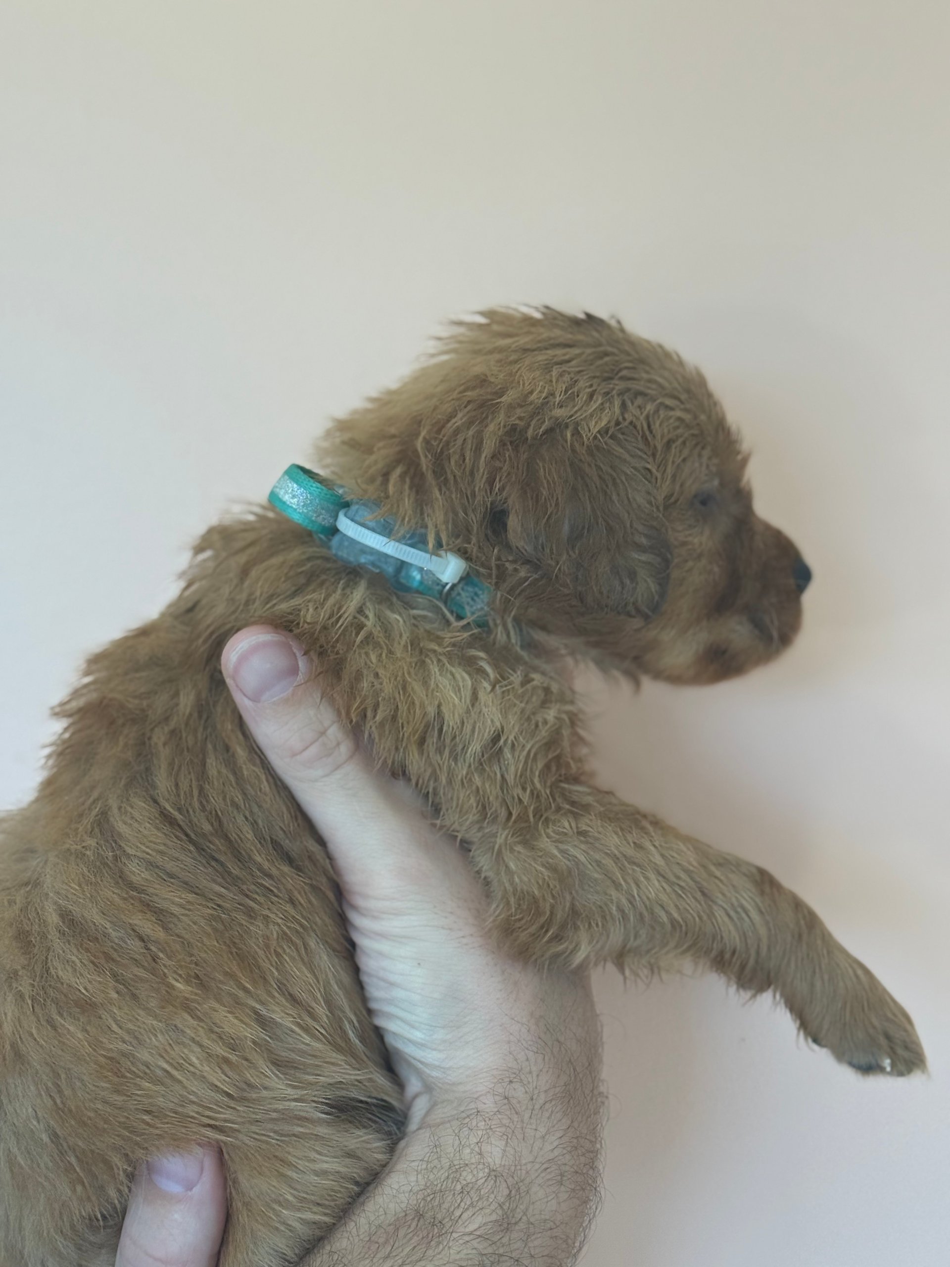 Blue collar - Goldenridge Kennels