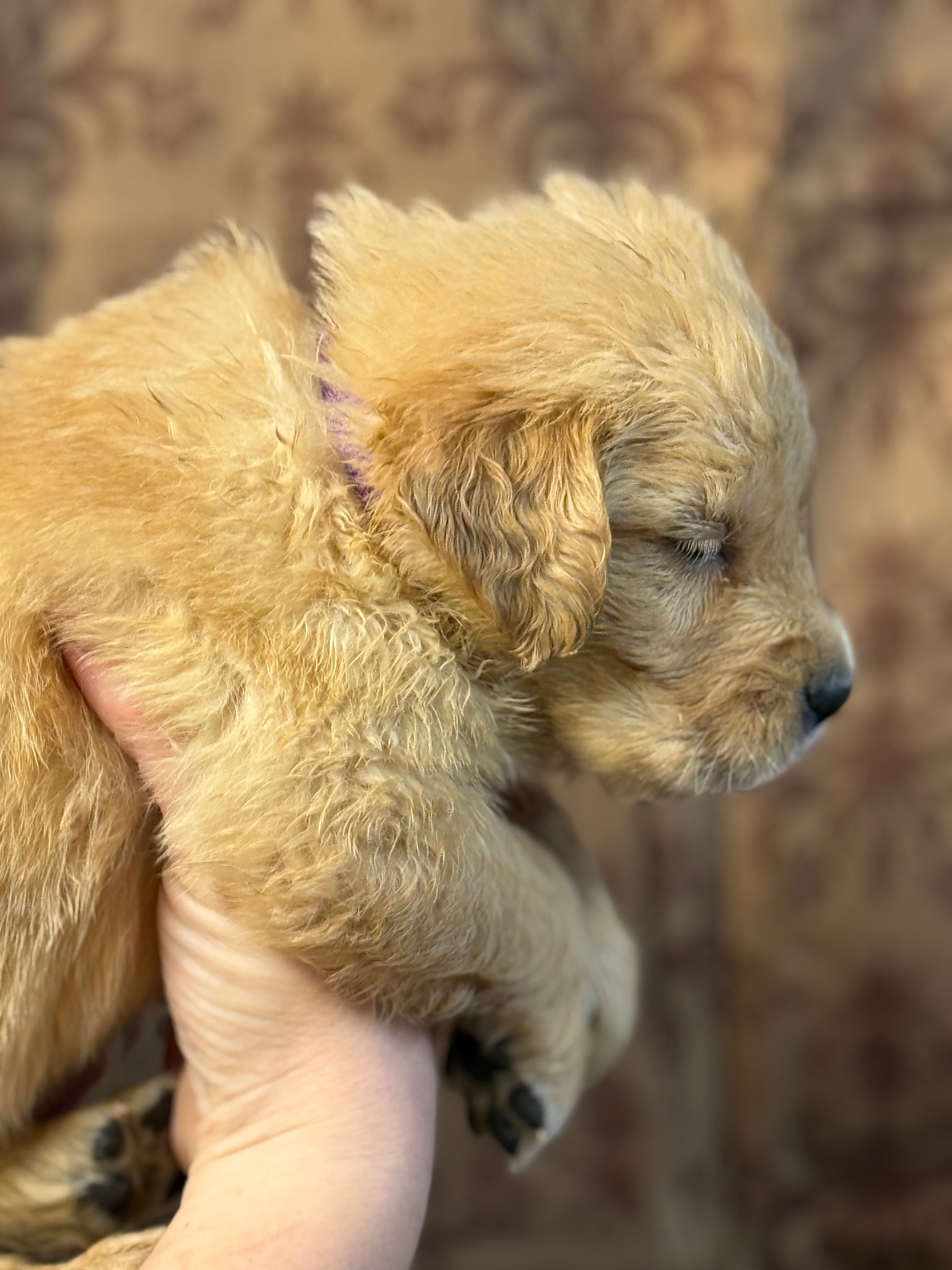 Purple collar/blue collar with circles - Goldenridge Kennels