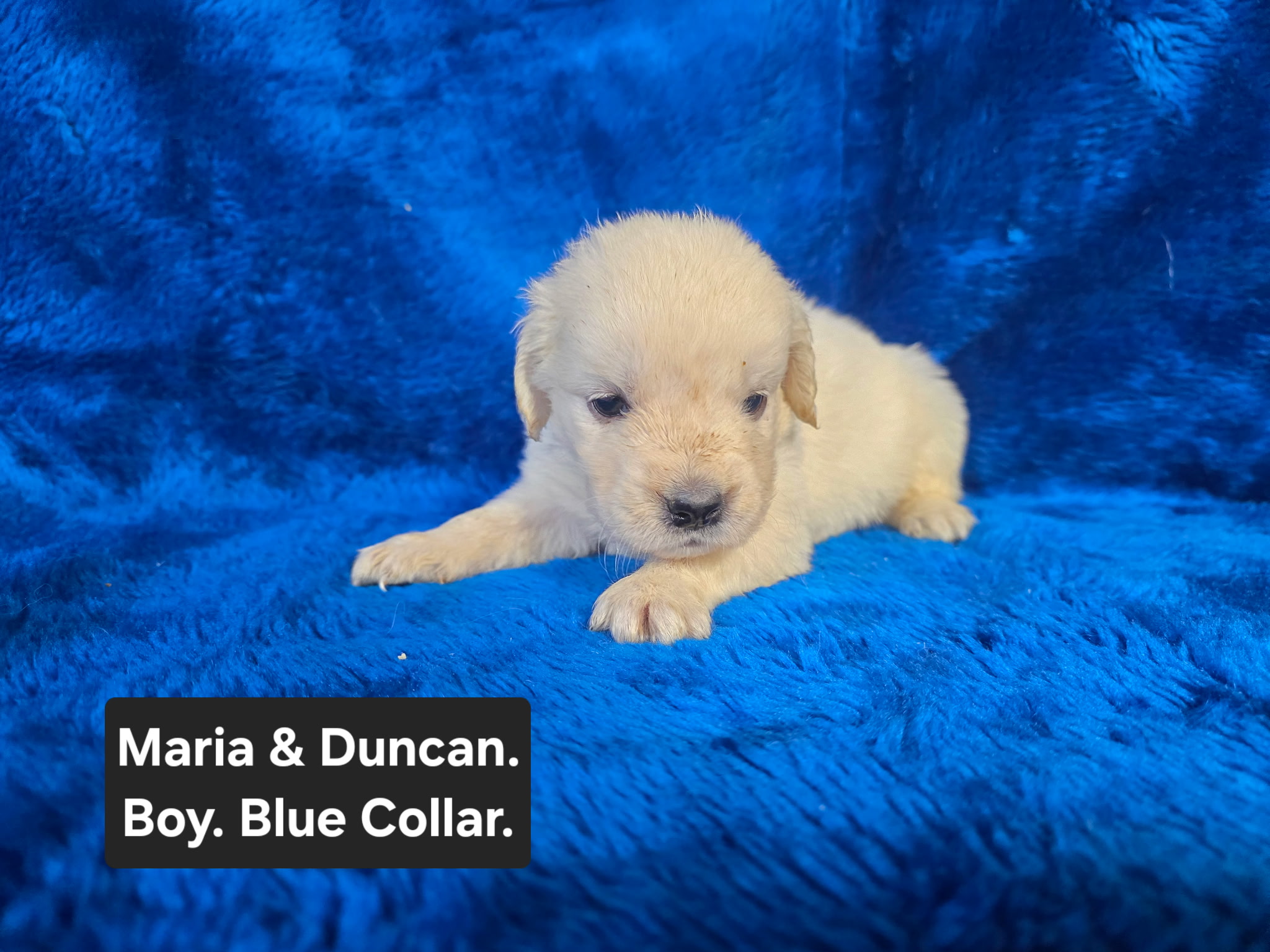 Blue Collar - Goldenridge Kennels