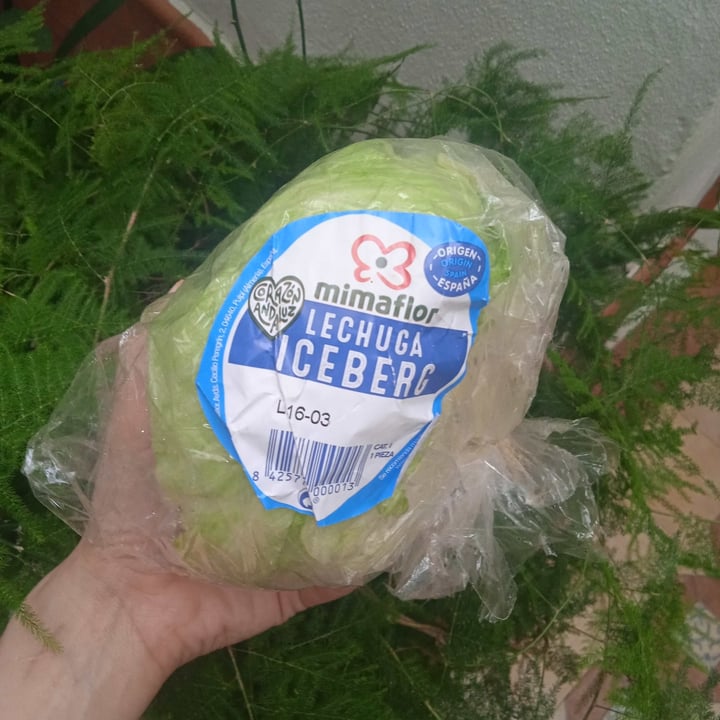 Mimaflor lechuga iceberg Review | abillion