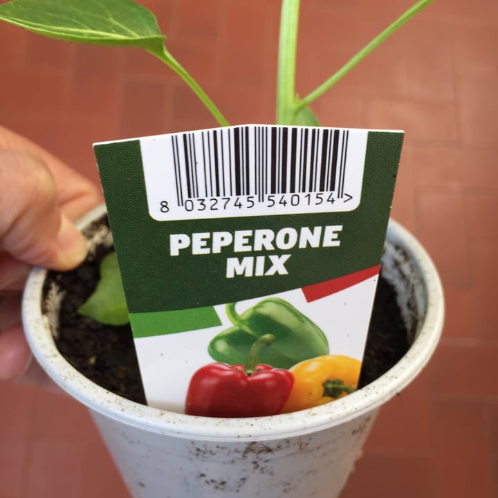 Lidl Peperone pianta Review | abillion