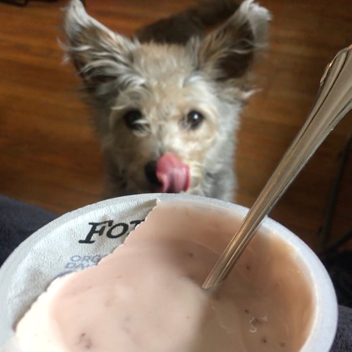 Forager Project Greek Style Strawberry Yogurt Review | abillion