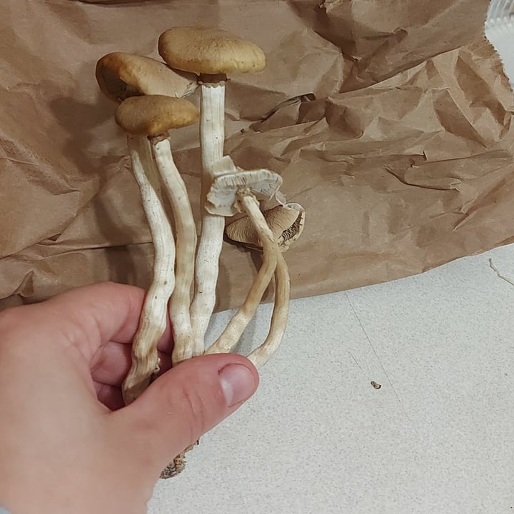 Fresh and Tasty Mushrooms Canada Pioppino Review | abillion