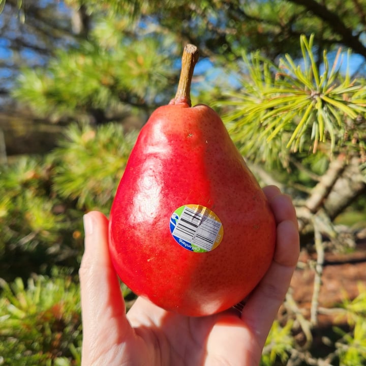 CMI orchards Starkrimson Pear Review | abillion