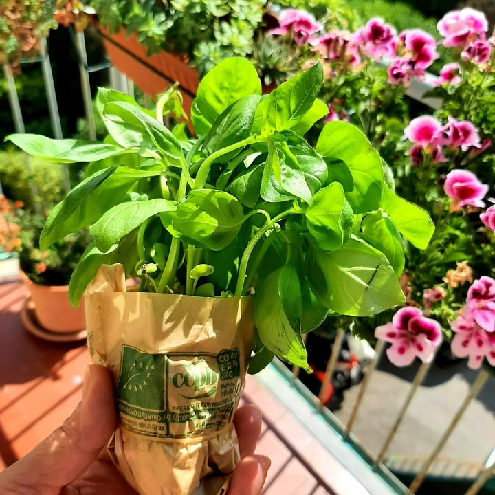 ccpb srl. Basilico fresco Review | abillion