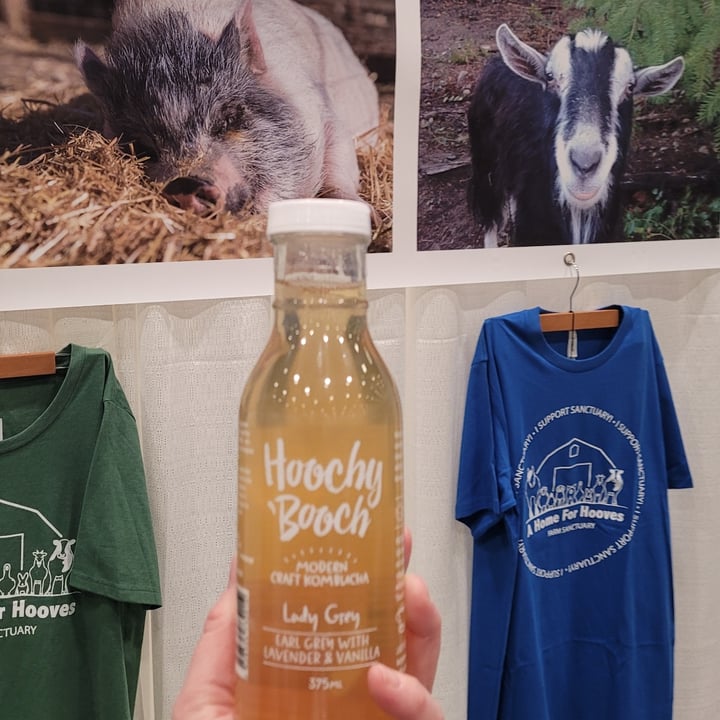 Hoochy booch Lady Grey Kombucha Review | abillion