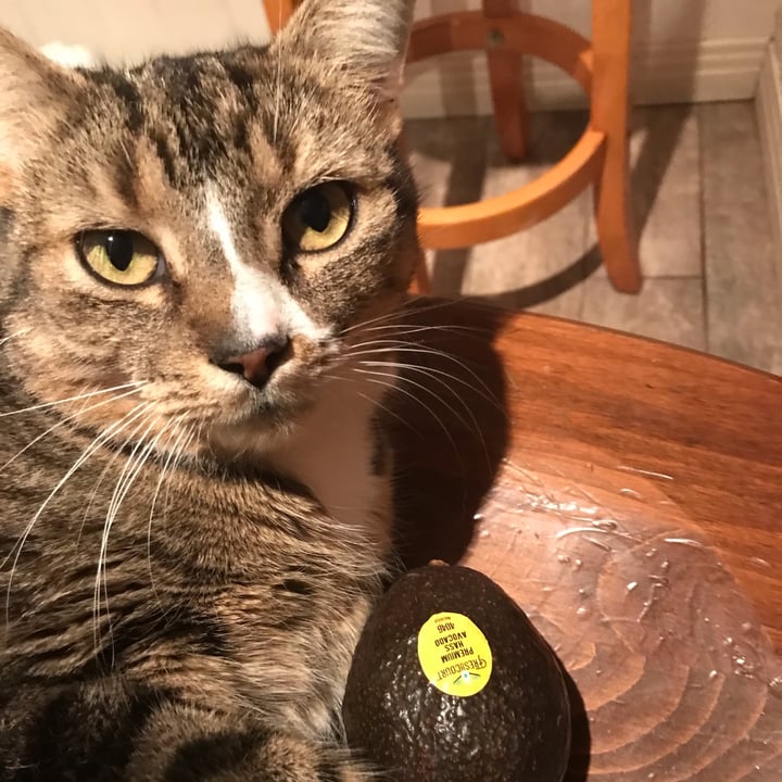 Freshcourt Avocado Premium Hass Review | abillion