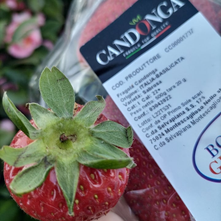 Candonga Fragole Review | abillion