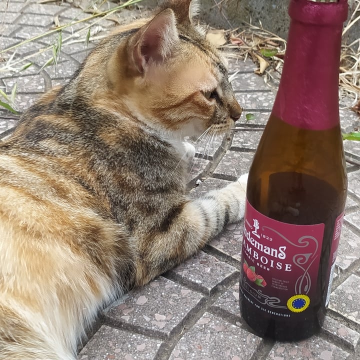 Lindemans Framboise Lambic Beer Review | abillion