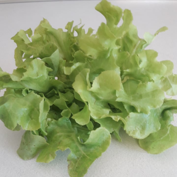 Azienda Agricola Biologica "Il Ciliegio" Mezzago Insalata Lollo Review ...