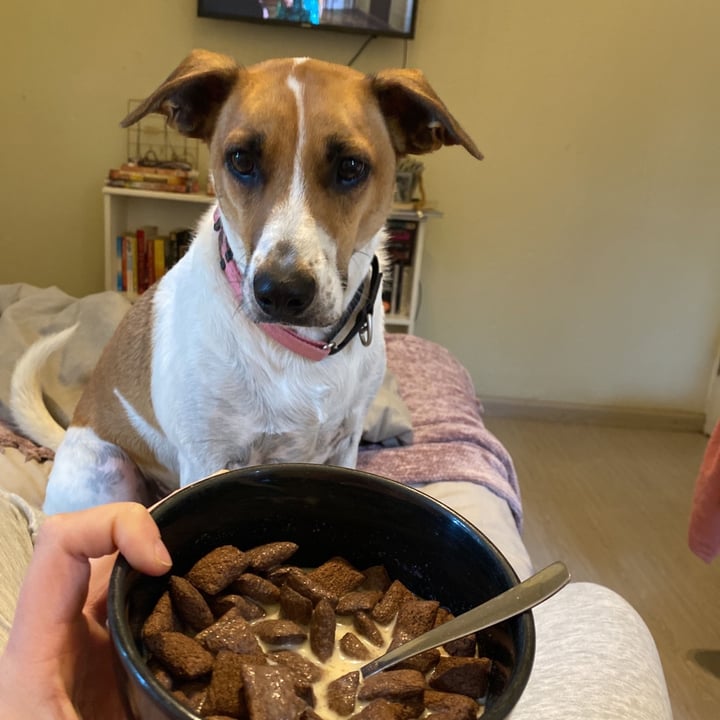 Spar Squillos Crunchy Oat Pillows (Hazelnut And Chocolate) Review ...