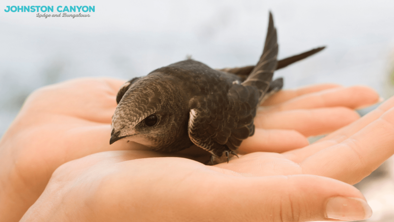 The Amazing Black Swifts of Johnston Canyon - Johnston Canyon Lodge & Bungalows