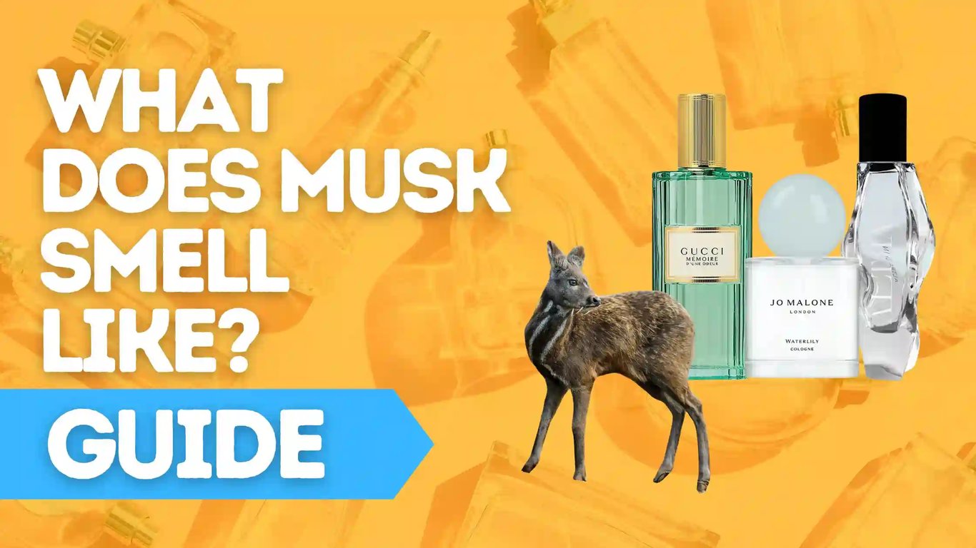 What Does Musk Smell Like? Guide To Musk Colognes - Fragrance Explorers What Does Musk Smell Like? Guide To Musk Colognes - Fragrance Explorers