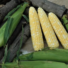 IFSI | » Signature XR