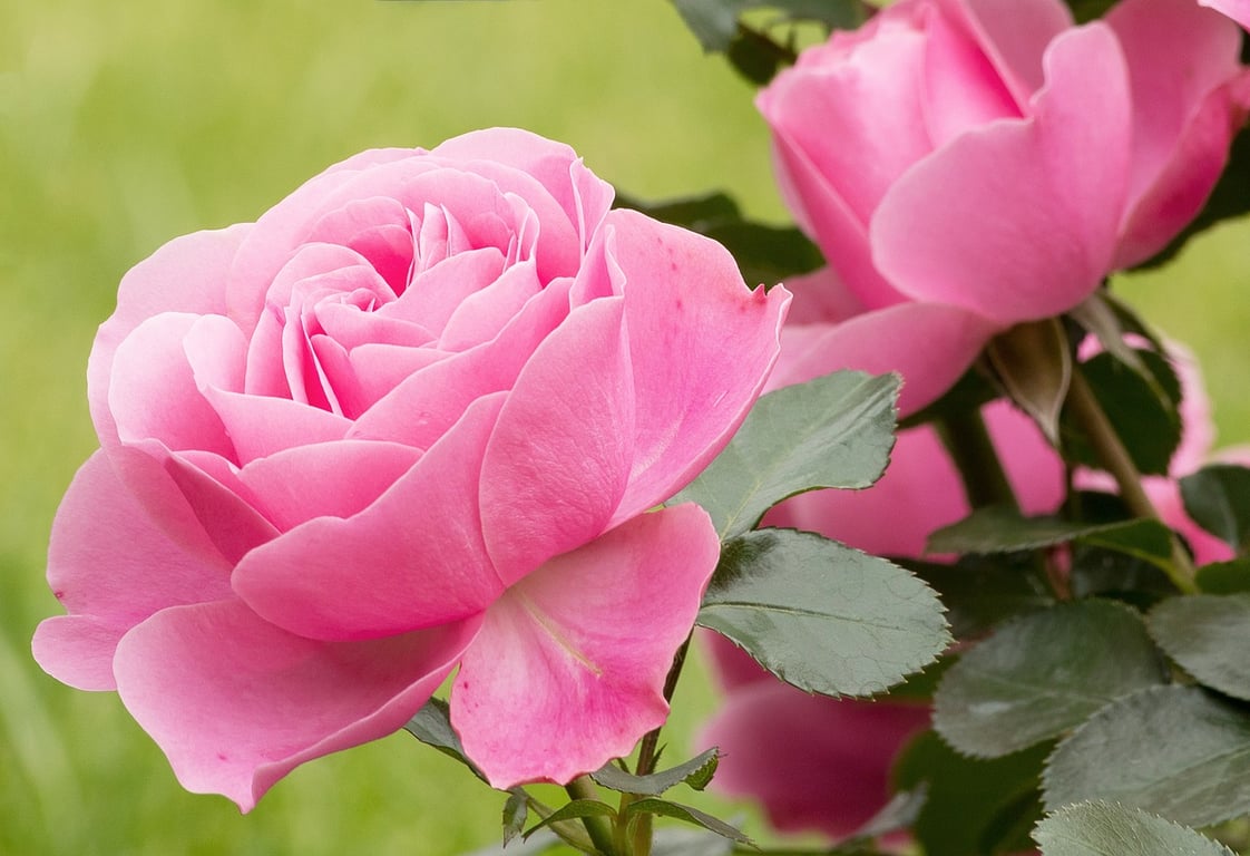 Černání růží neberte na lehkou váhu, je třeba zasáhnout včas