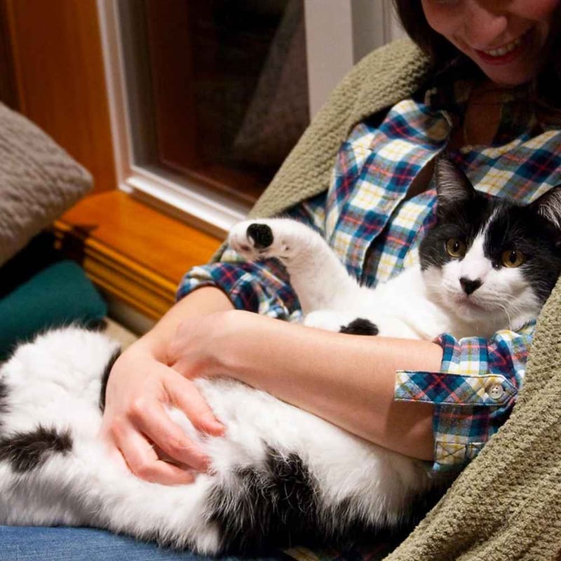 National Hug Your Cat Day | June 4, 2025