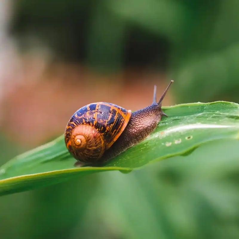 National Snail Day | May 29, 2025