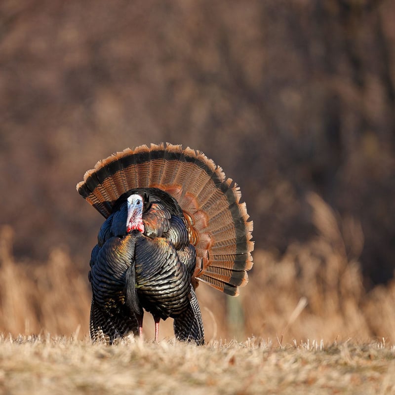 Turkey Lovers Month | June 1-30