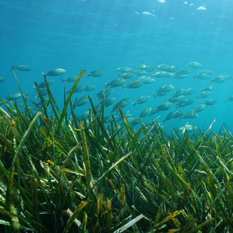 World Seagrass Day | March 1, 2025