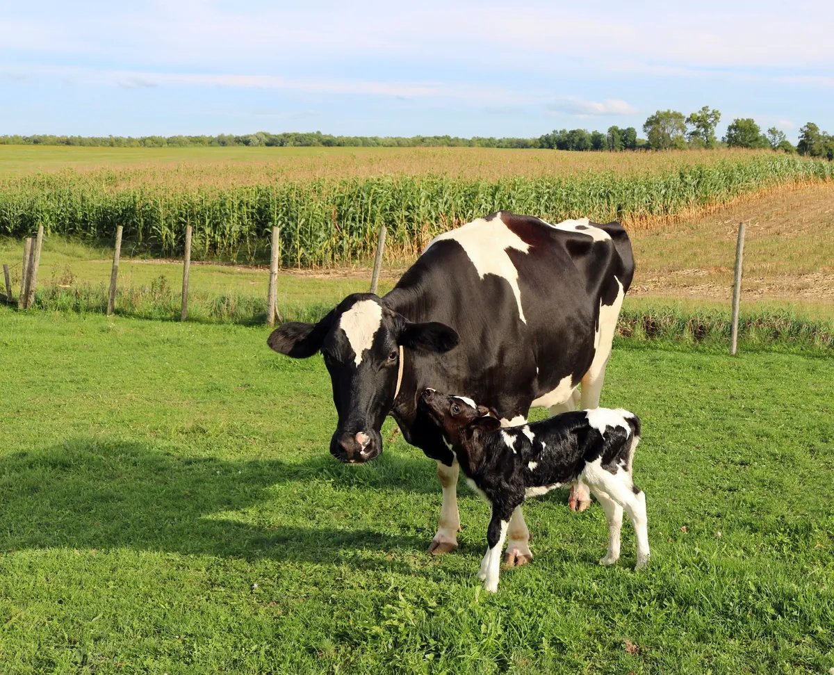 World Cow Day | September 1, 2026