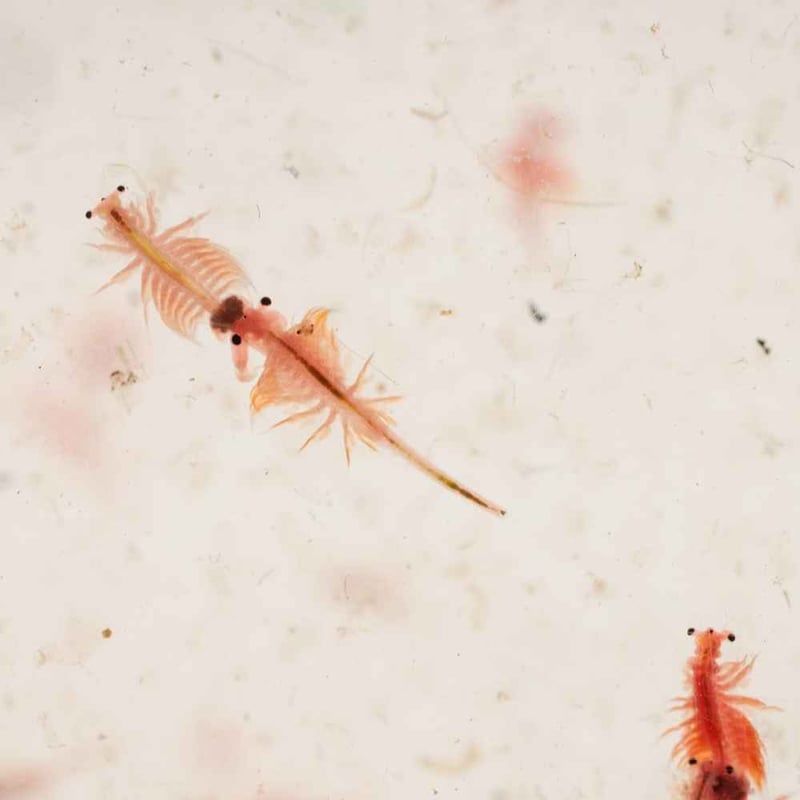 National Sea Monkey Day | May 16, 2025