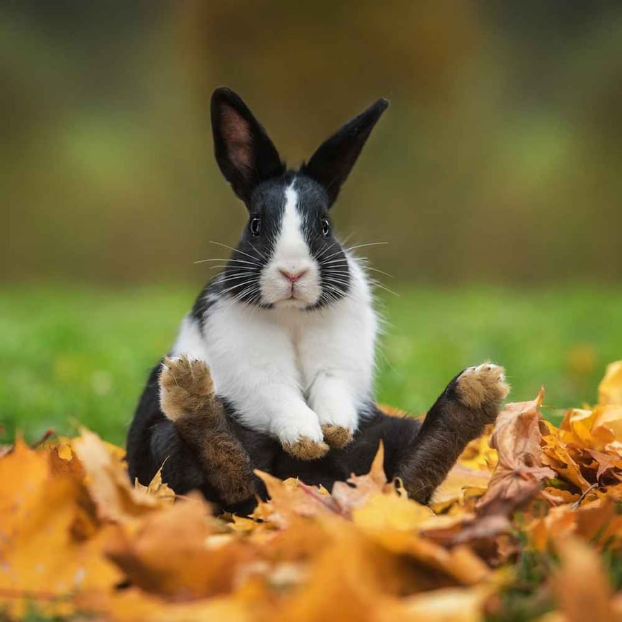 International Rabbit Day | September 26, 2026