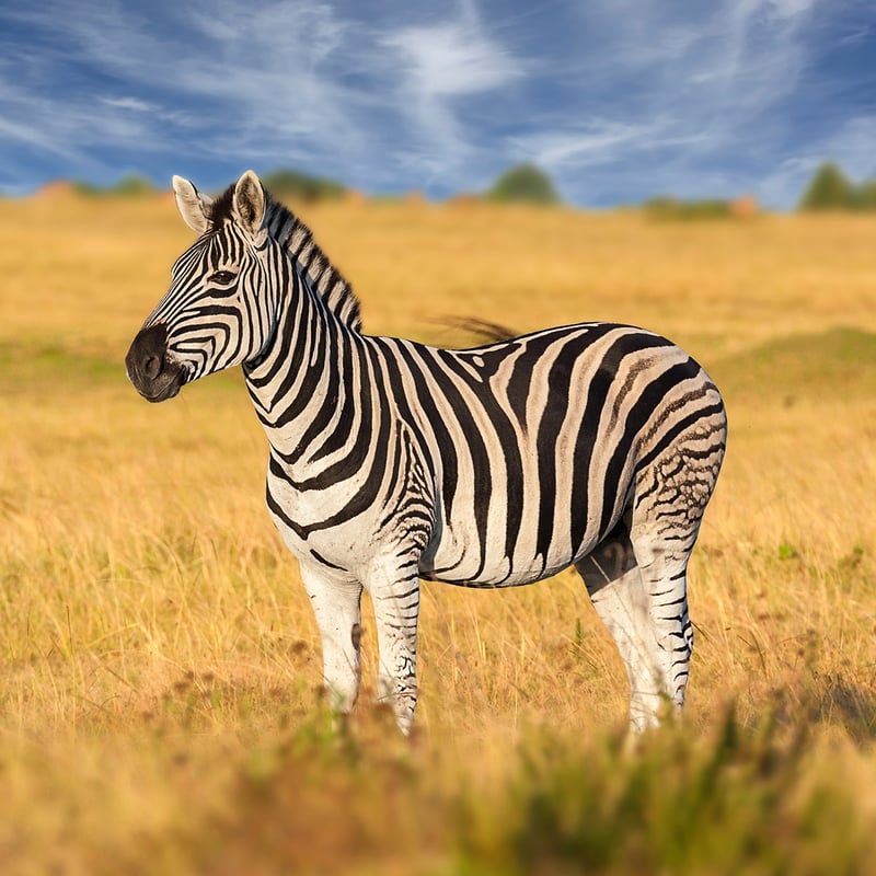 International Zebra Day | January 31, 2025 International Zebra Day | January 31, 2025