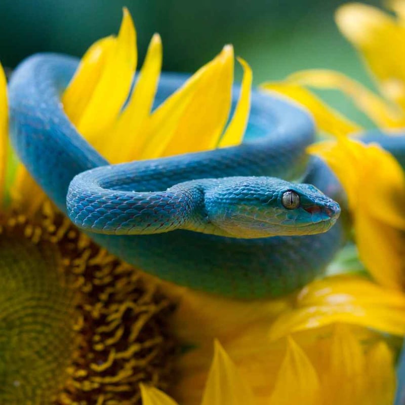 World Snake Day | July 16, 2025