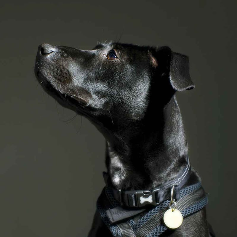 National Black Dog Day | October 1