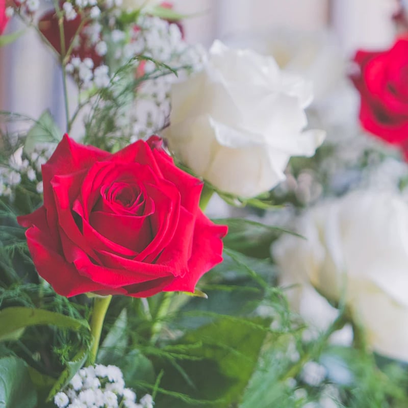 National Rose Month | June 1-30, 2025