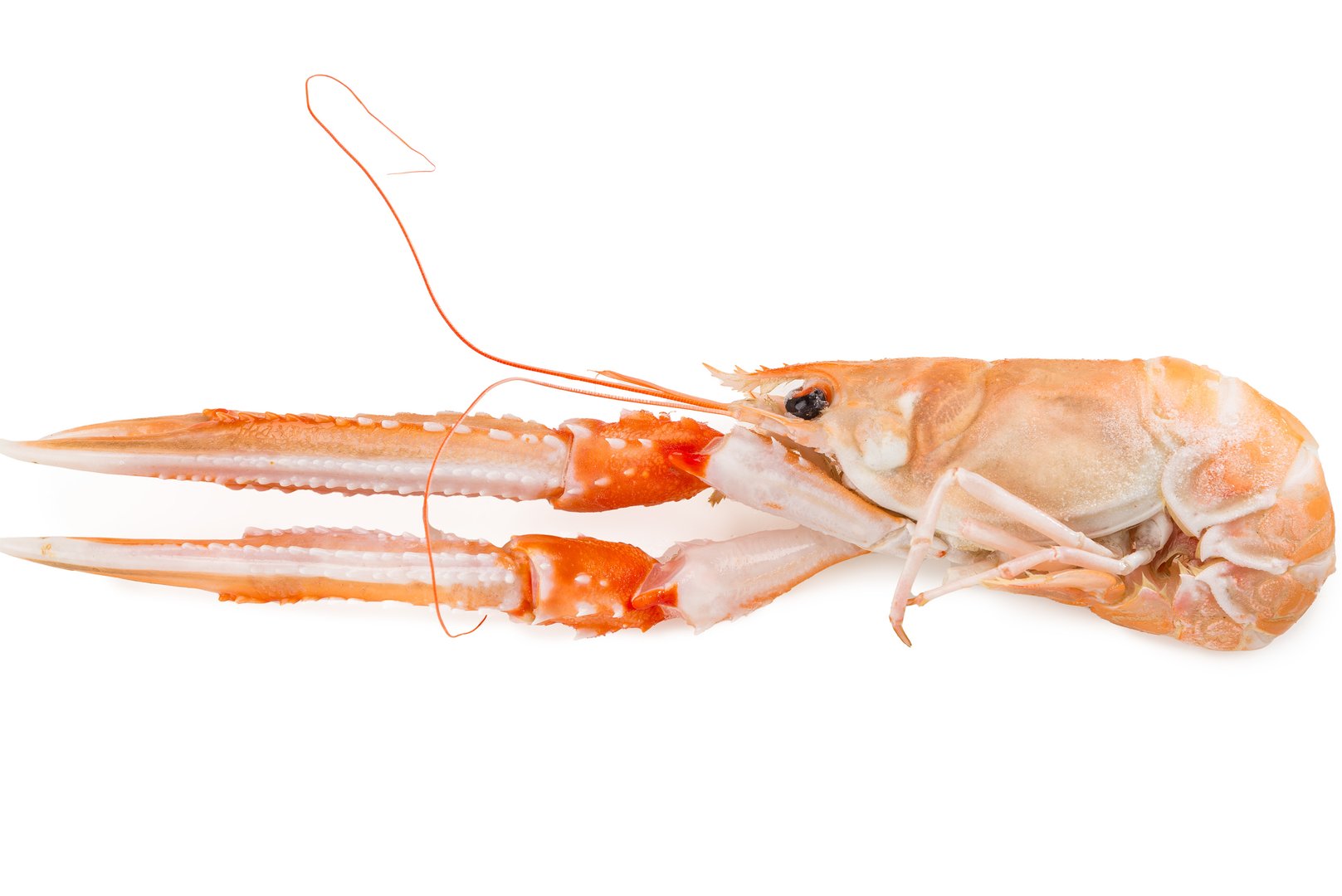 Лангустин цілий «Scampi Interi» дефрост. ваг - EGERSUND