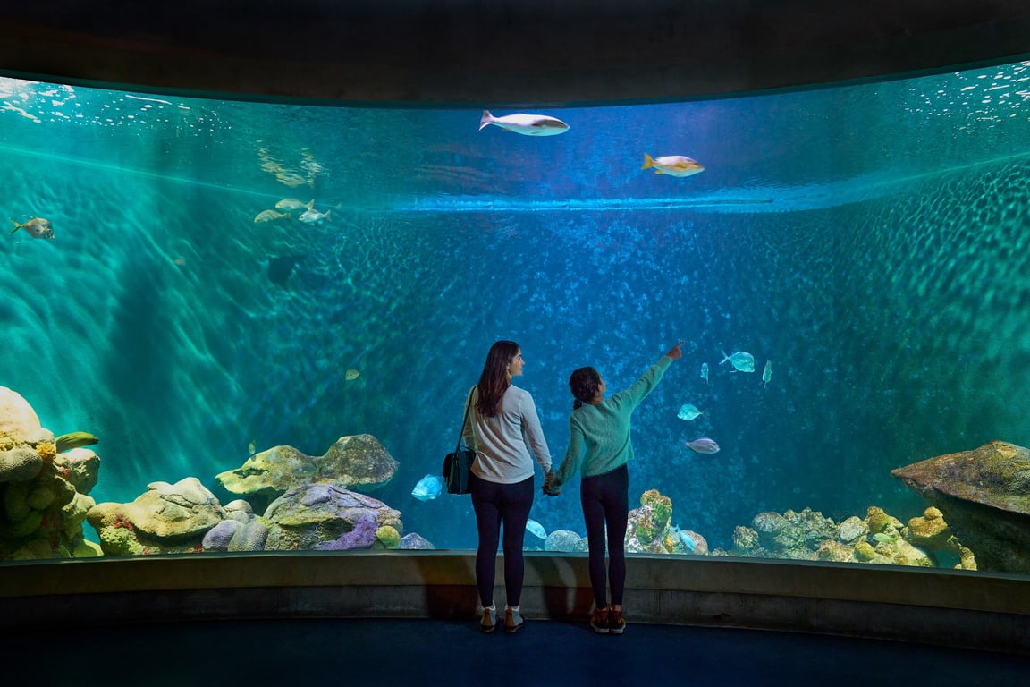 National Mississippi River Museum & Aquarium - Donation Request