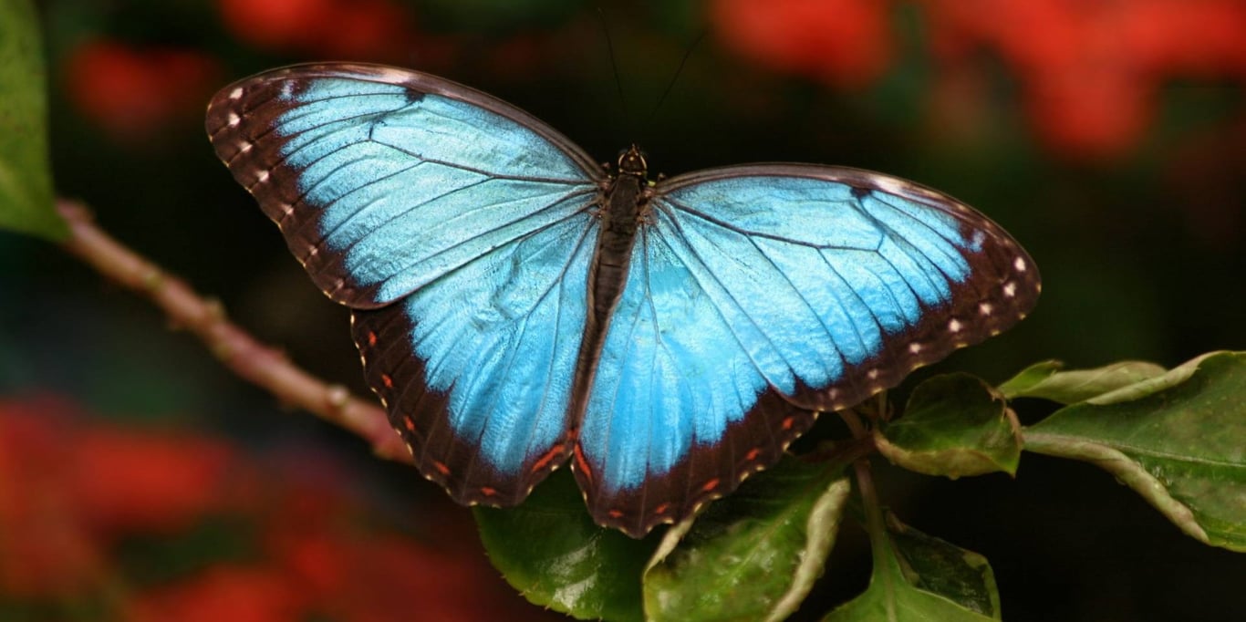 Butterfly World - Donation Request