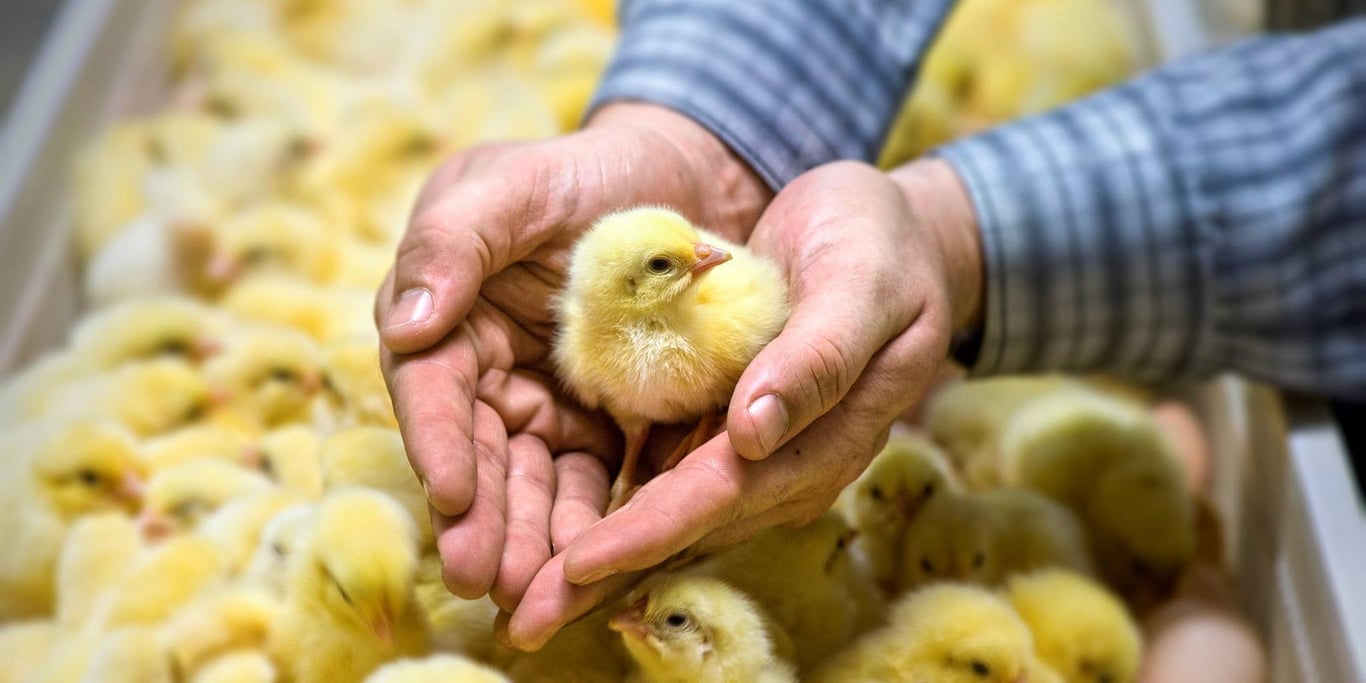 Mountaire Farms - Donation Request