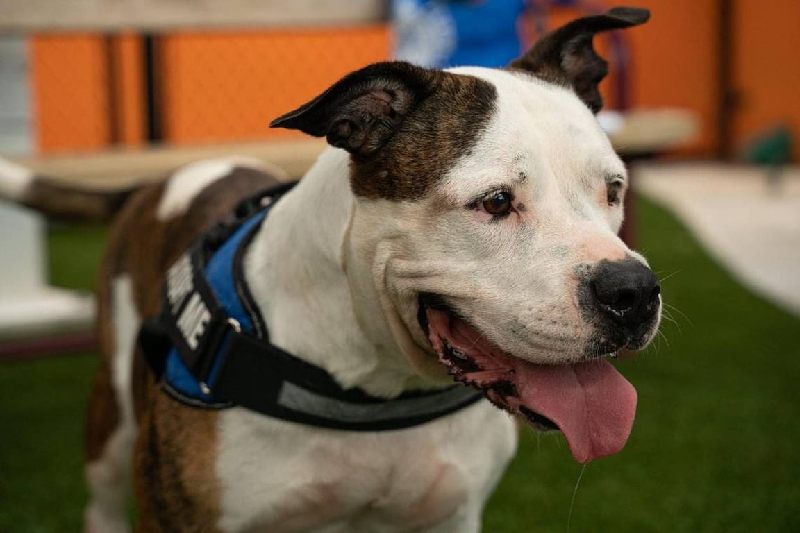 Dog illness mystery potentially solved, researchers claim Dog illness mystery potentially solved, researchers claim