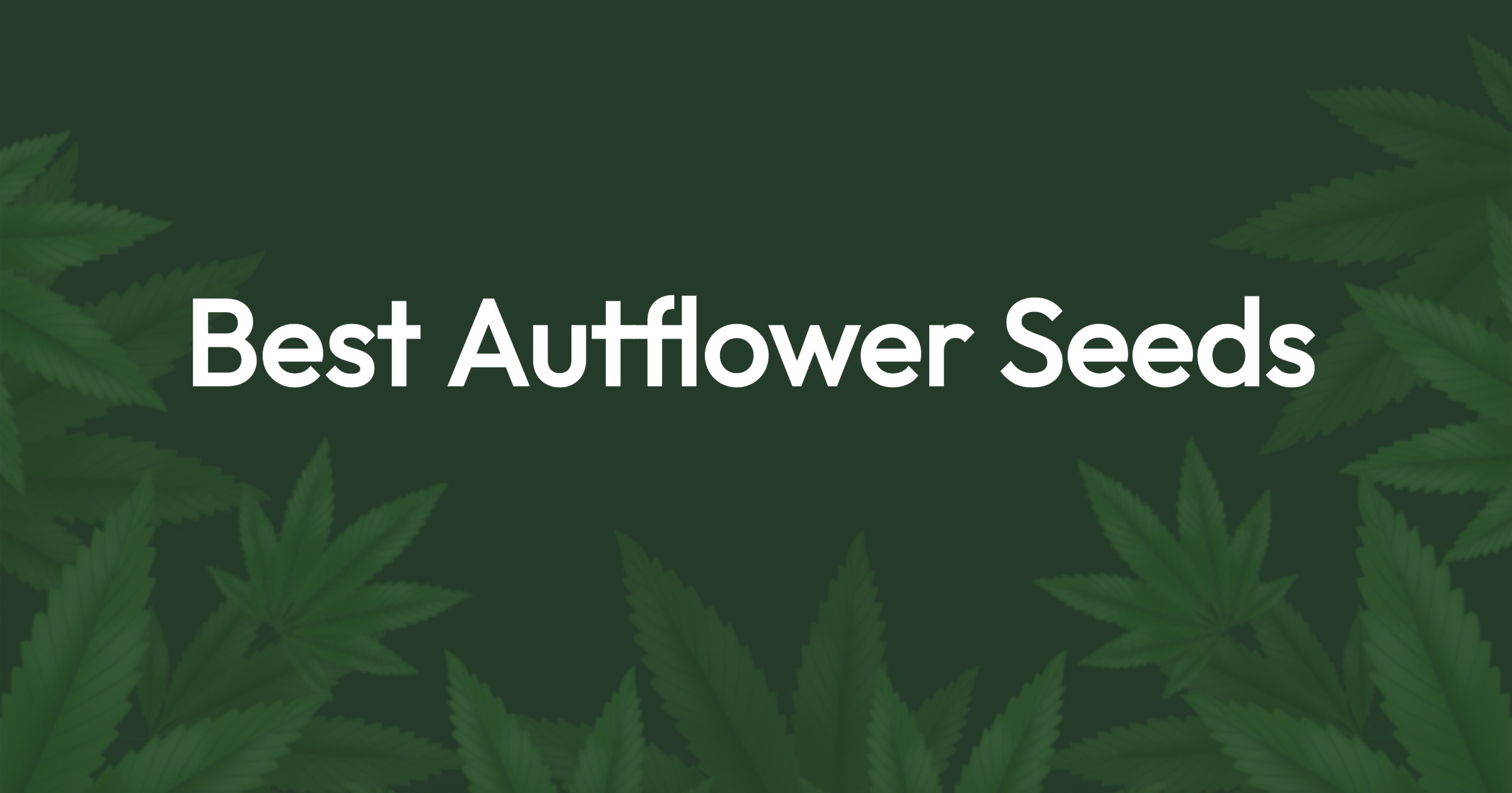 Best Autoflower Seeds: High Yield Autoflower Strains [2024]